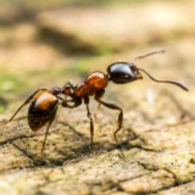 Иконка канала Муравей 3228