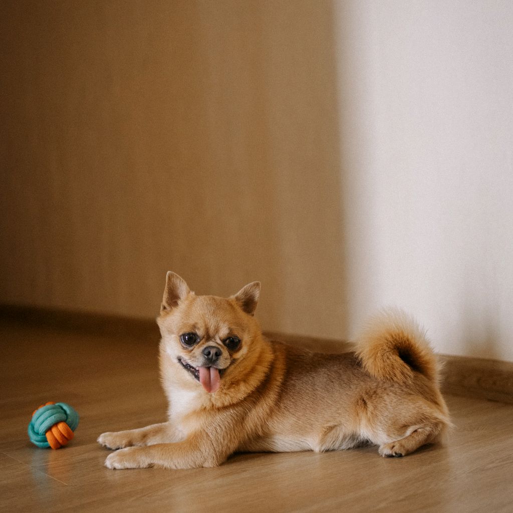 Иконка канала Барнехвостик 🐶