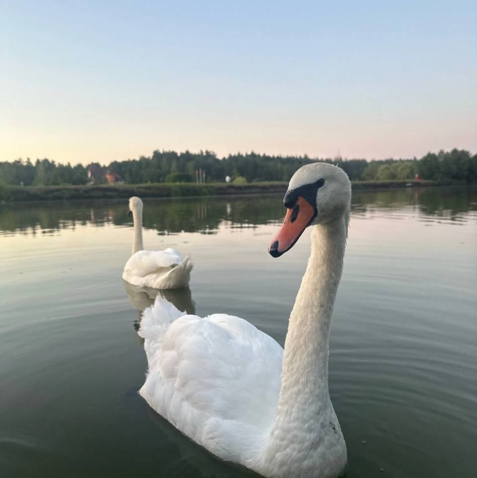 Иконка канала Лебедь