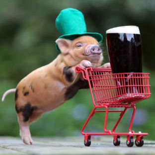 Иконка канала 🍺BEERPIG🐷