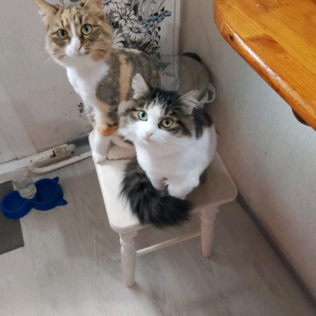 Иконка канала Пуся И Дуся