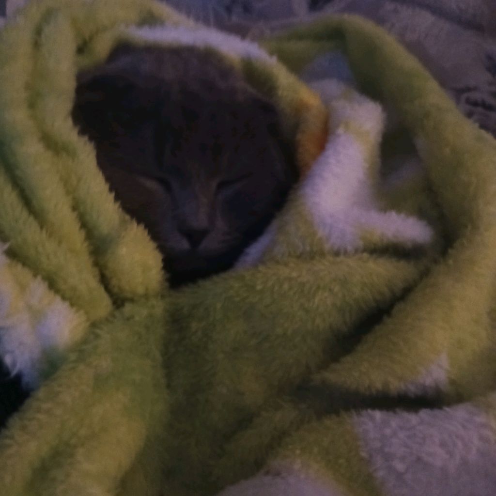 Иконка канала 🦋🌸 𝓑𝓪𝓻𝓫𝓪𝓻𝓪 🌸🦋