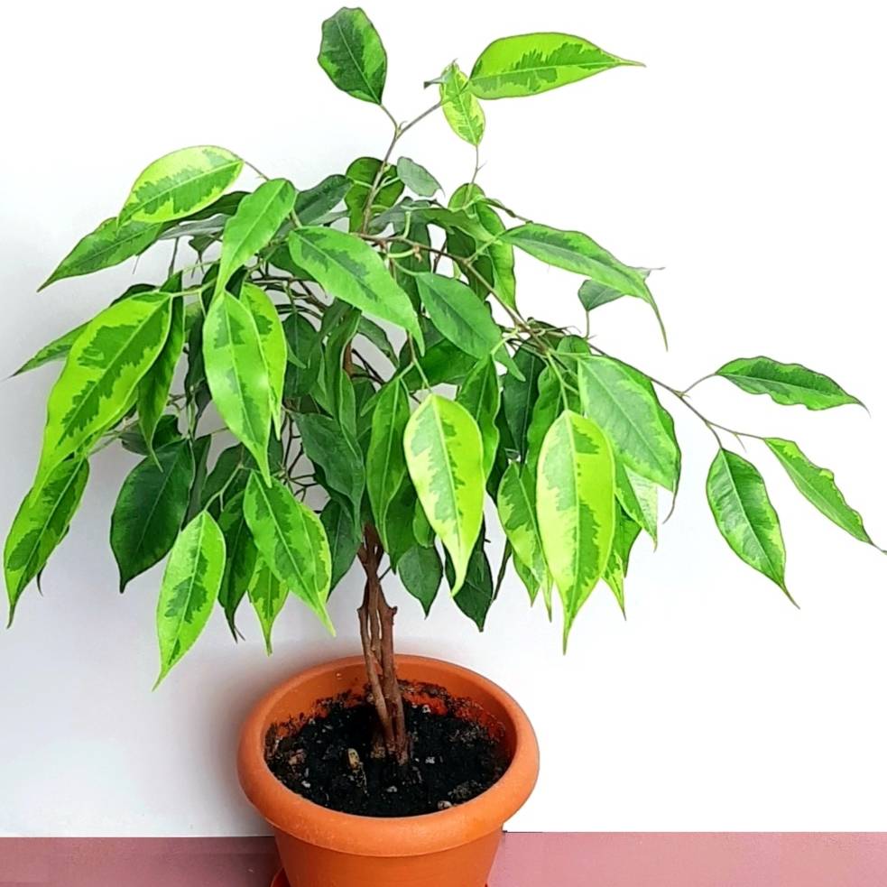 Иконка канала Фикусы Рулят