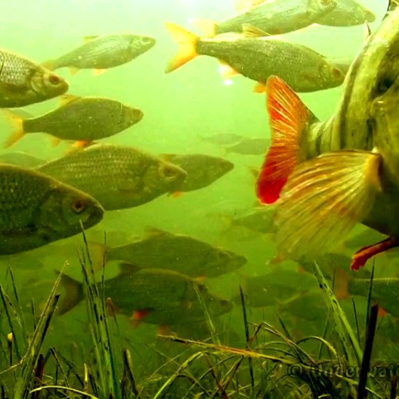 Иконка канала Рыбалка г. Белгород