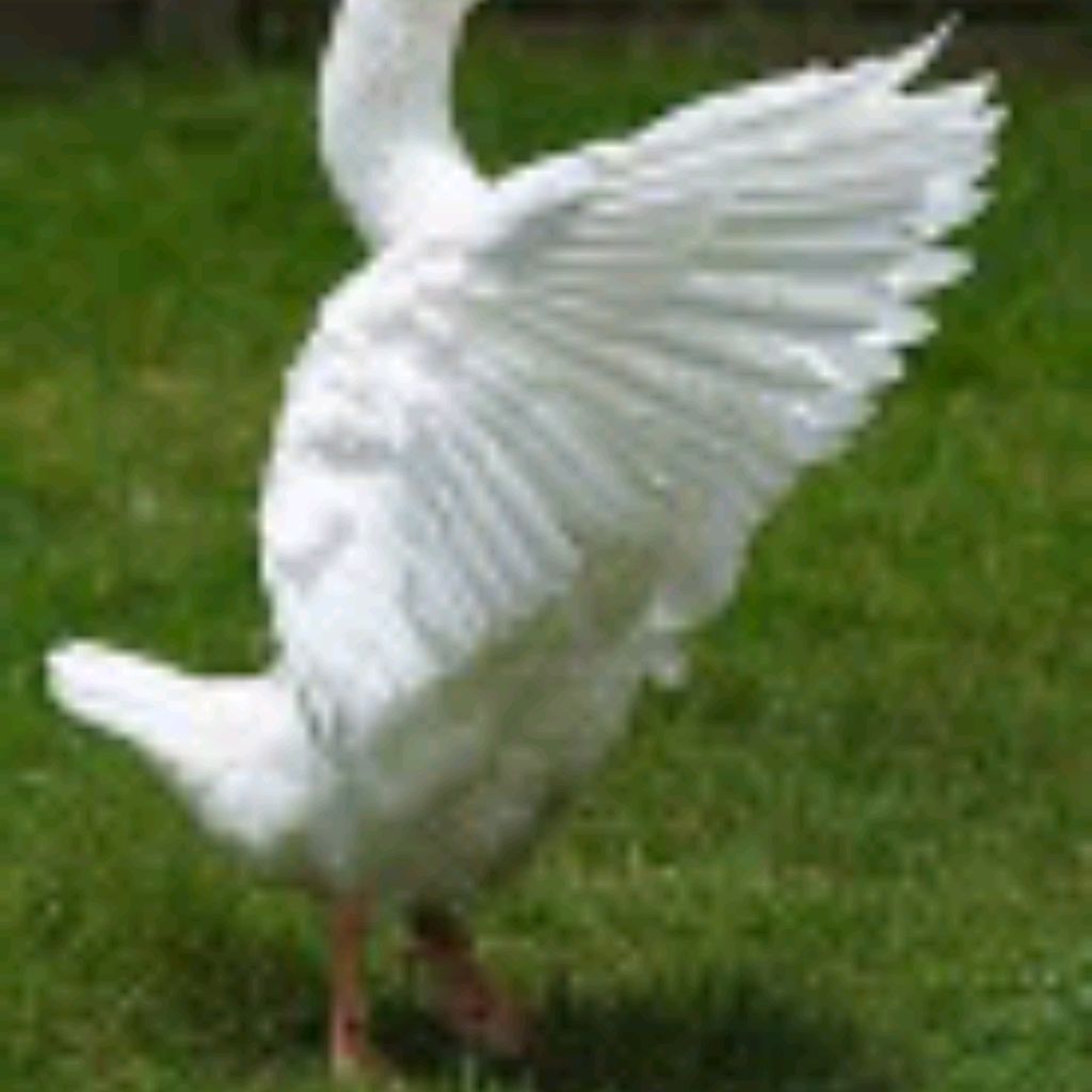 Иконка канала Capybara-GD