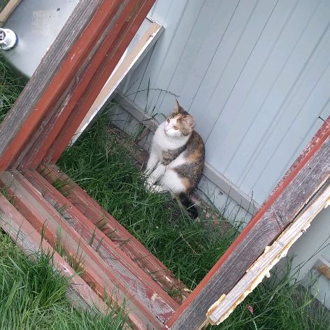 Иконка канала Алиса детско