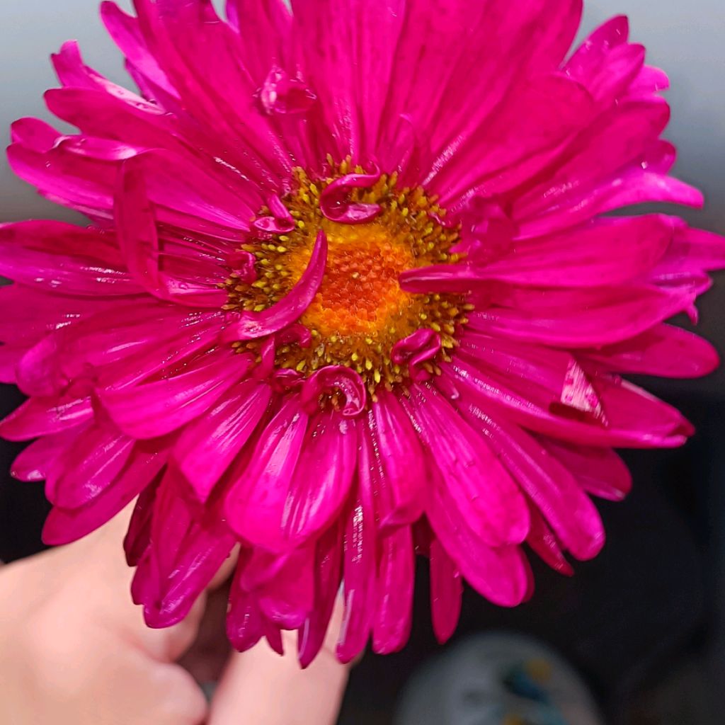 Иконка канала Сербушка