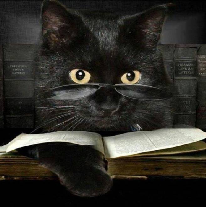 Иконка канала FREEDOMCAT