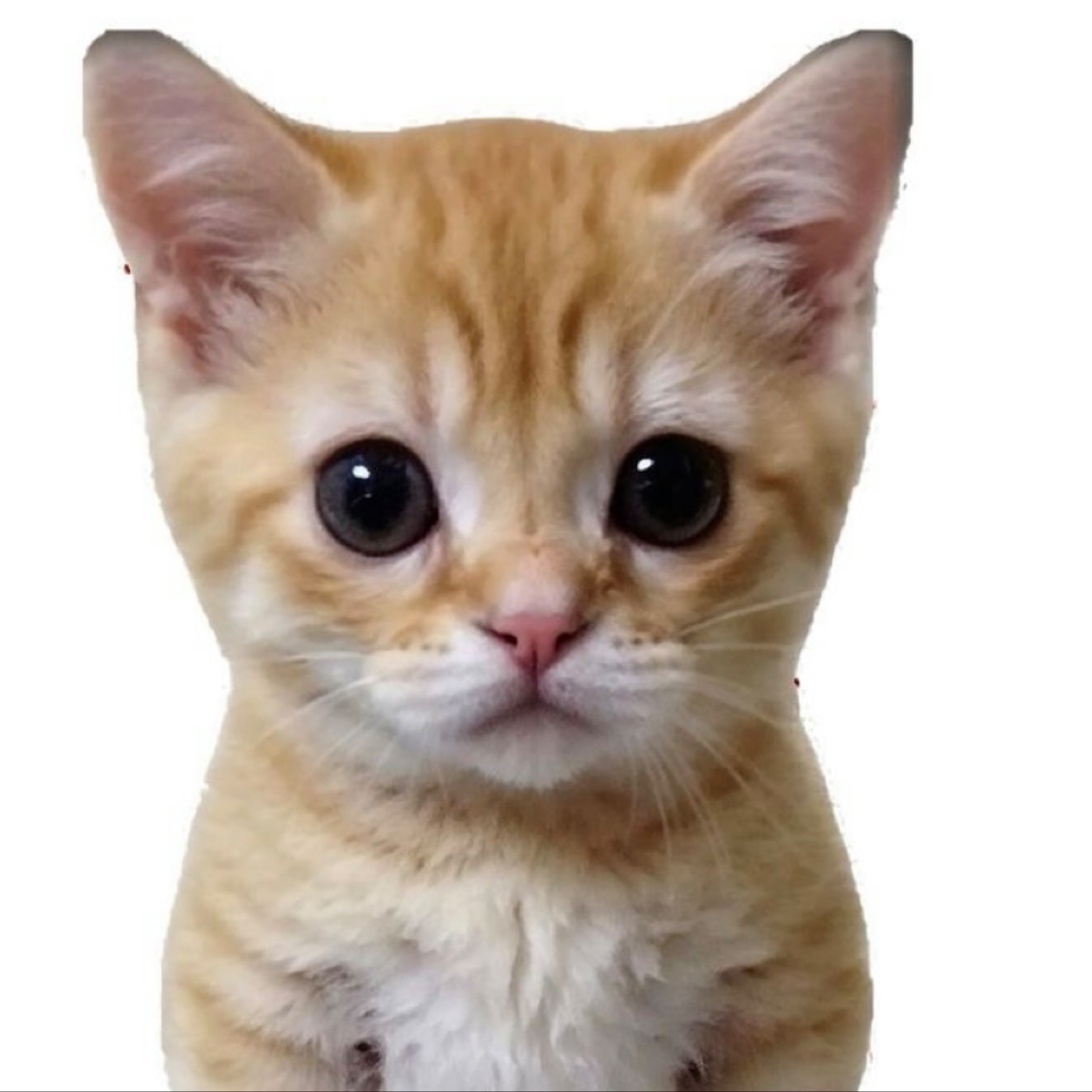 Иконка канала КОТЯТА ПОЯСНЯЮТ