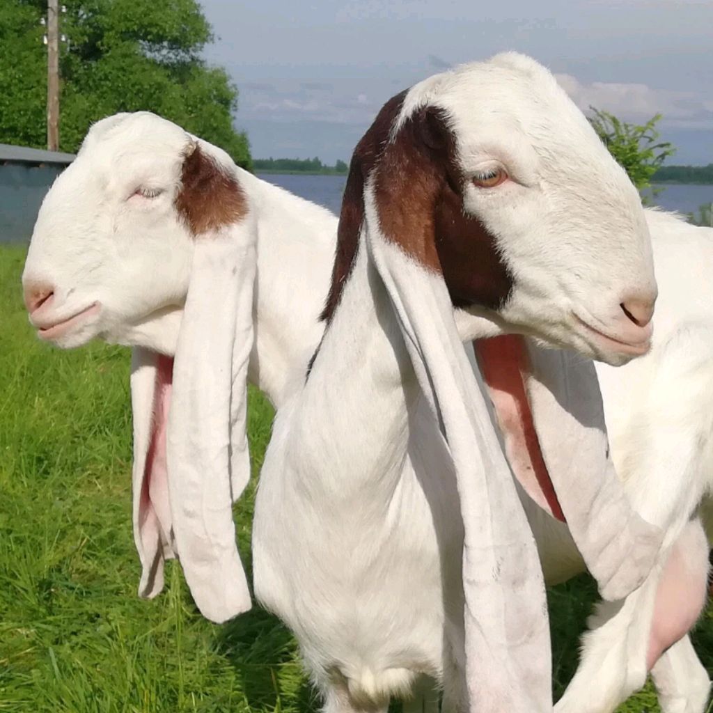 Иконка канала Гулаби Козы 🌟