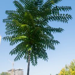 Иконка канала Айлант