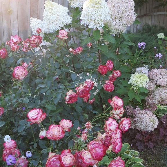 Иконка канала Добрый Сад