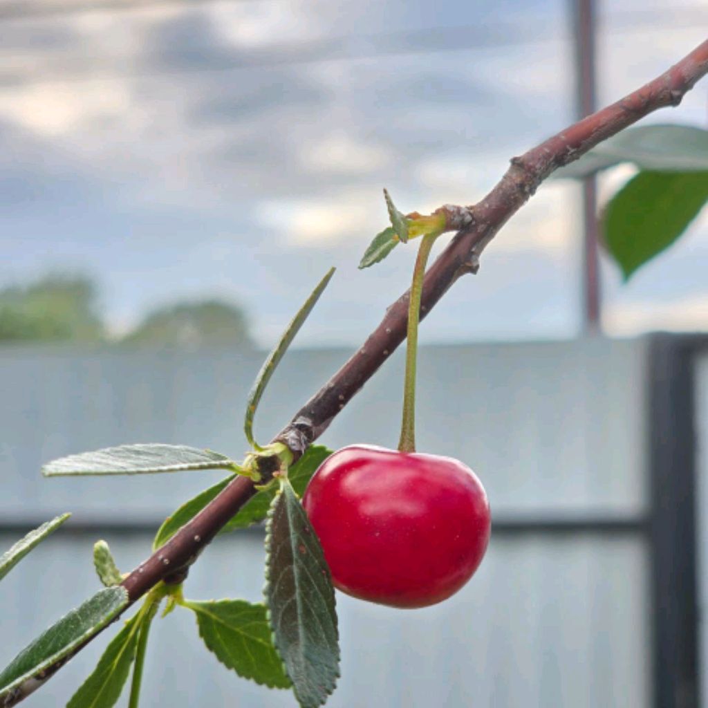 Иконка канала Благородные воробьи