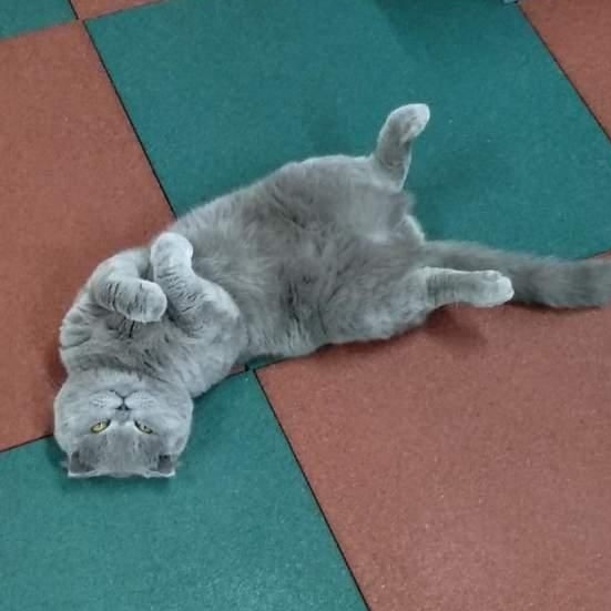 Иконка канала Die NachtSpielen (Ночные игры)