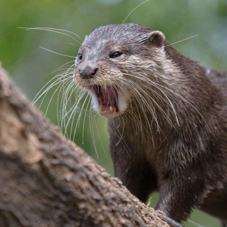 Иконка канала Username🇷🇺🫡