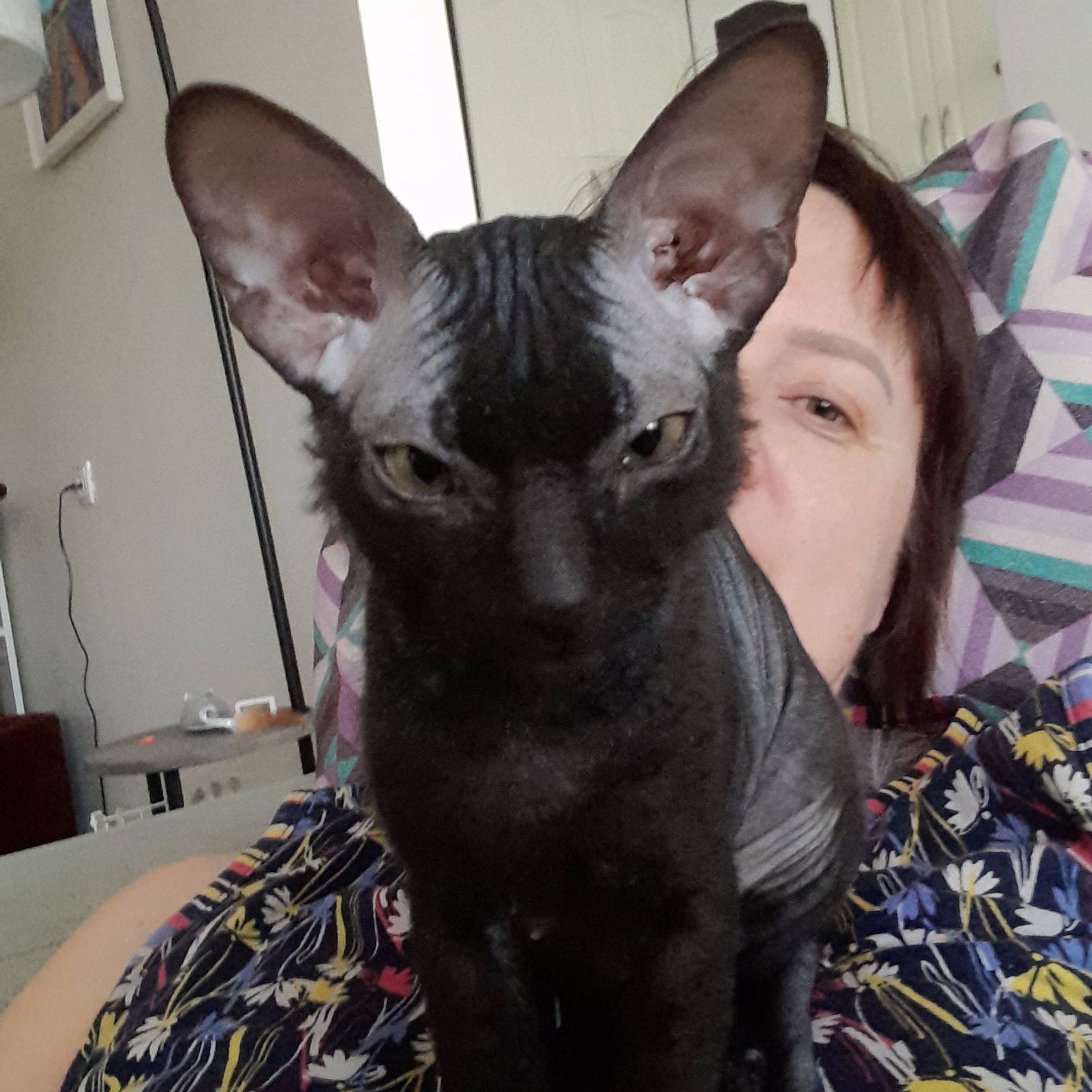 Иконка канала Нелли и сфинкс Джанки