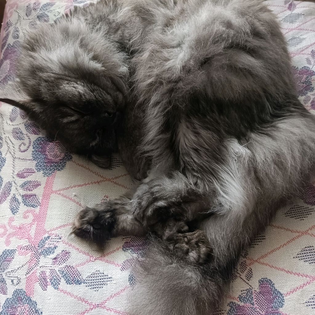 Иконка канала Тиша и Гриша