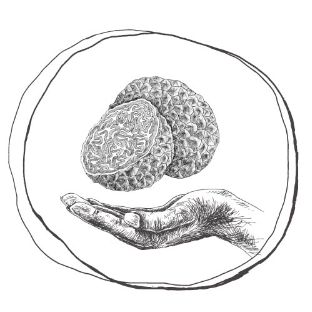 Иконка канала Truffle_piggi