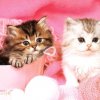 Иконка канала Машенька