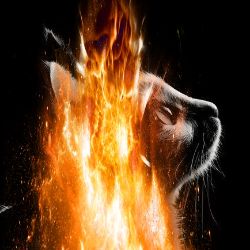 Иконка канала Everlast TV