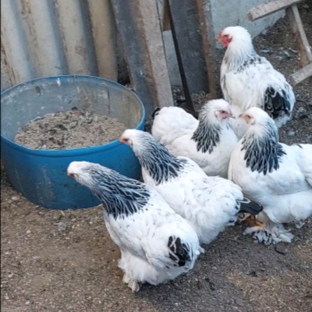 Иконка канала Живу не в городе 👍