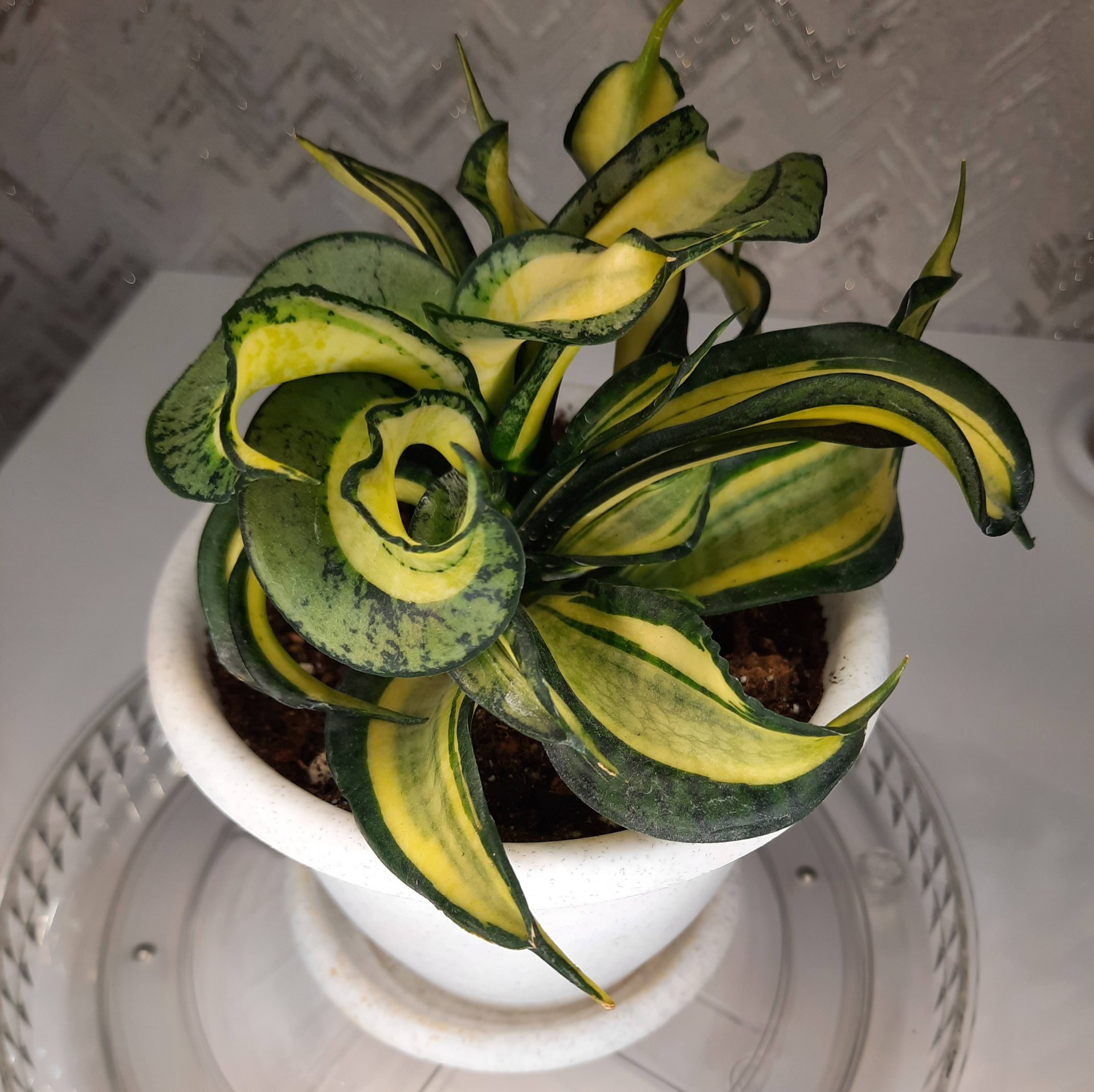 Иконка канала Сансевиерии Комнатные цветы