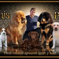 Иконка канала ⚜️DIONIS PRIDE⚜️ - 🏆Питомник собак🦁😊🐶