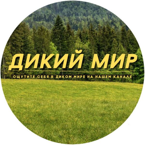 Иконка канала ДИКИЙ МИР
