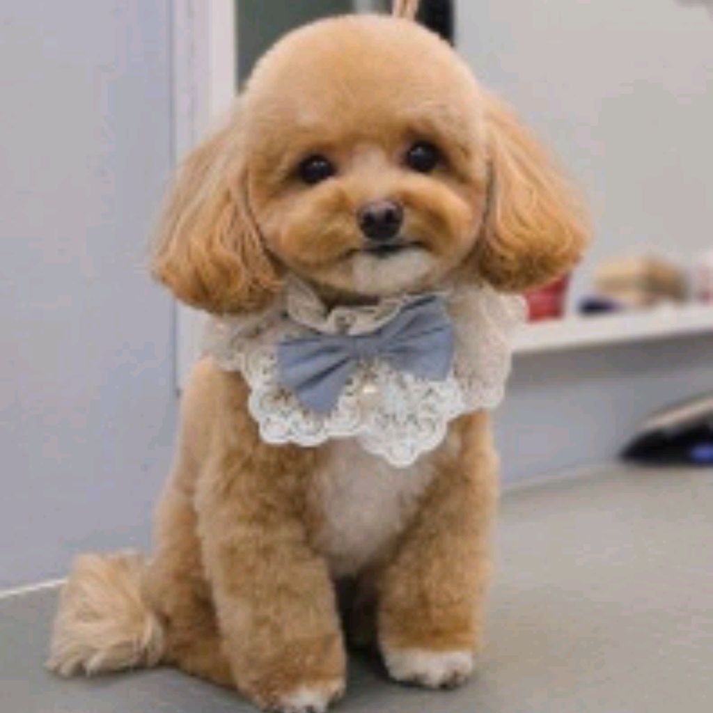 Иконка канала Мальтипу щенки