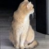 Иконка канала Вован_олд