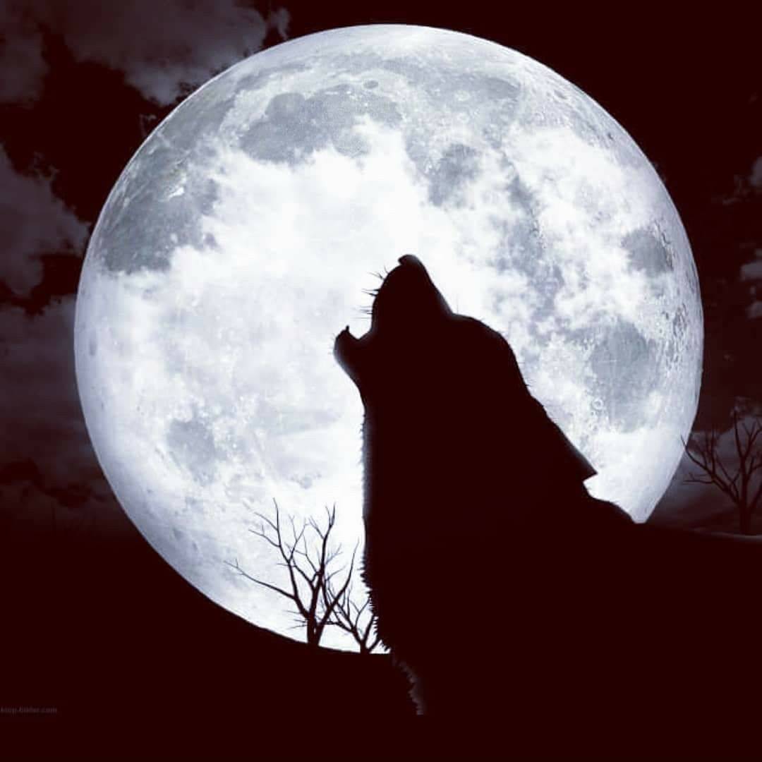 Иконка канала Волк на РуТуб