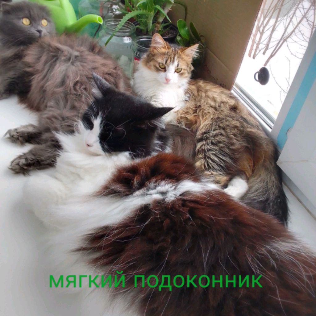 Иконка канала Кошкин Дом 🏡