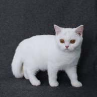 Иконка канала Питомник Британских кошек SnowShow cattery