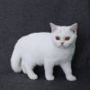 Иконка канала Питомник Британских кошек SnowShow cattery