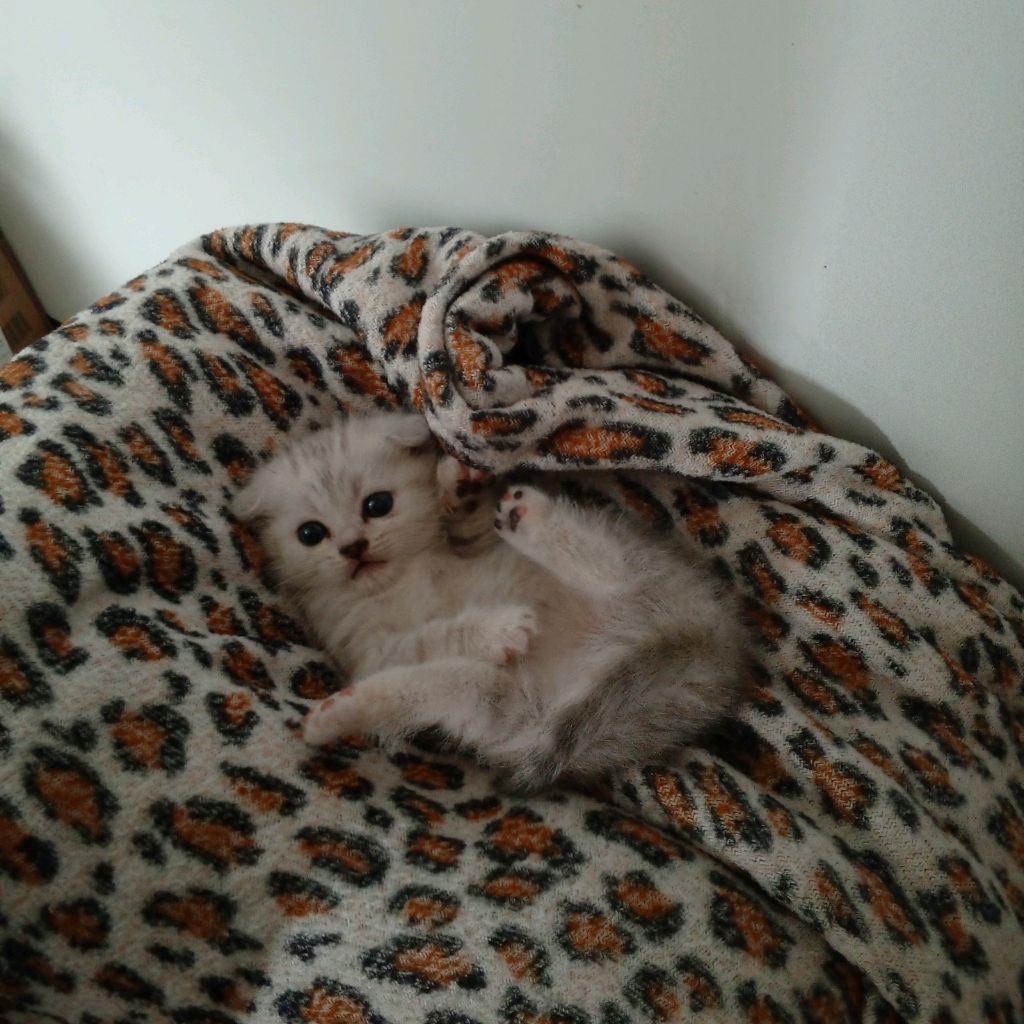 Иконка канала Кира_Сладкоежка