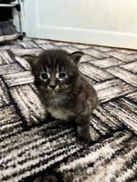 Иконка канала Мей-Куны Найт и Куся и вся семья 😎🫶