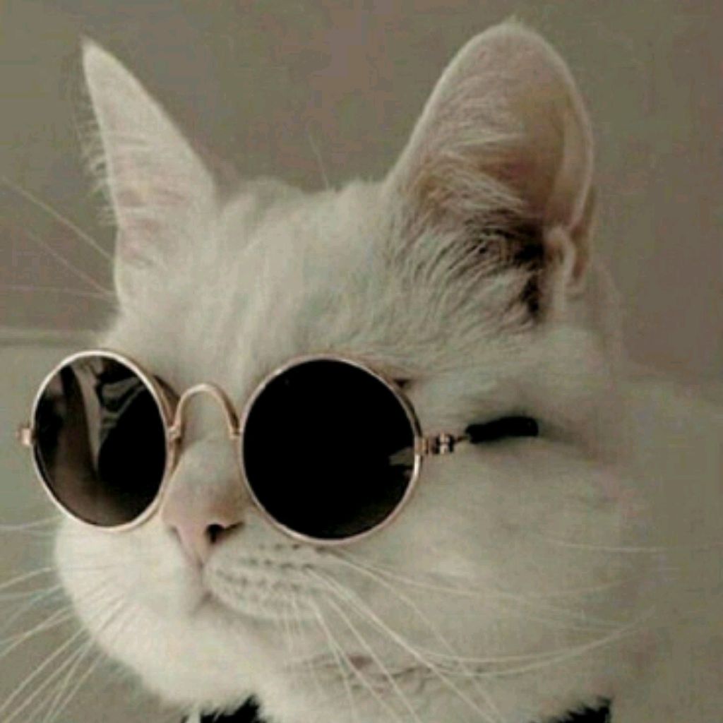 Иконка канала Котяра