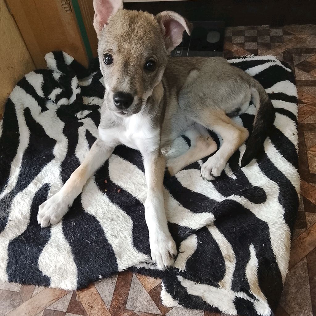 Иконка канала Приют Жизнь Жывотних ❤️