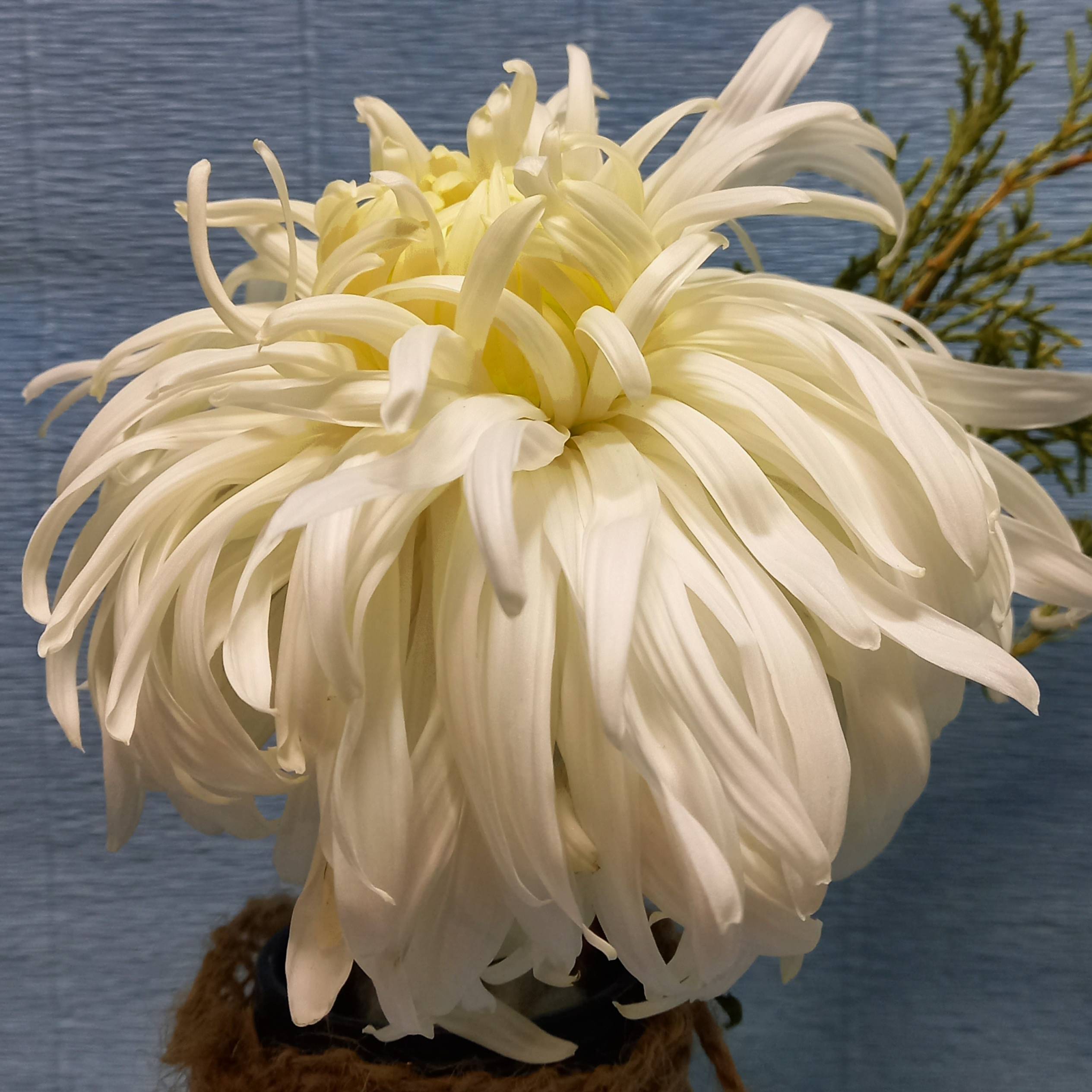 Иконка канала Сад хризантем