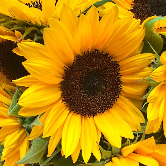 Иконка канала Семечки