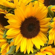 Иконка канала Семечки