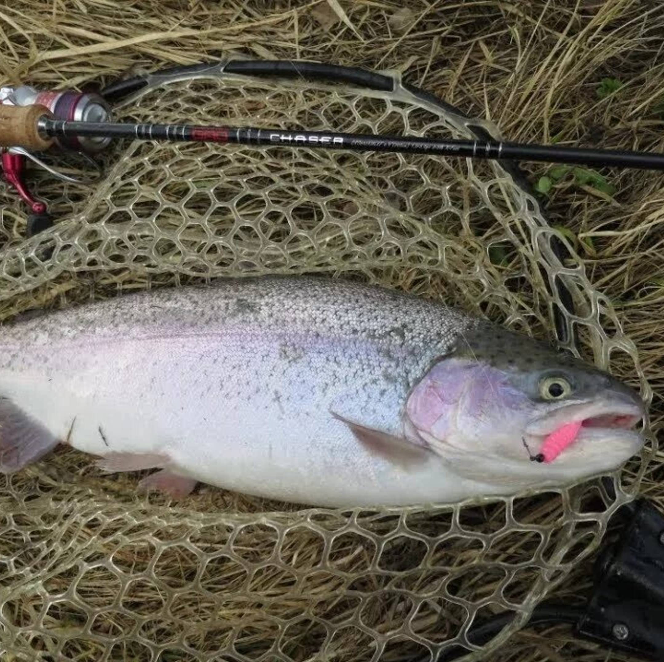 Иконка канала ПАРУСНИК ФОРЕЛЬ