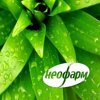 Иконка канала neo-lectures
