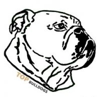 Иконка канала Top Bulldogs