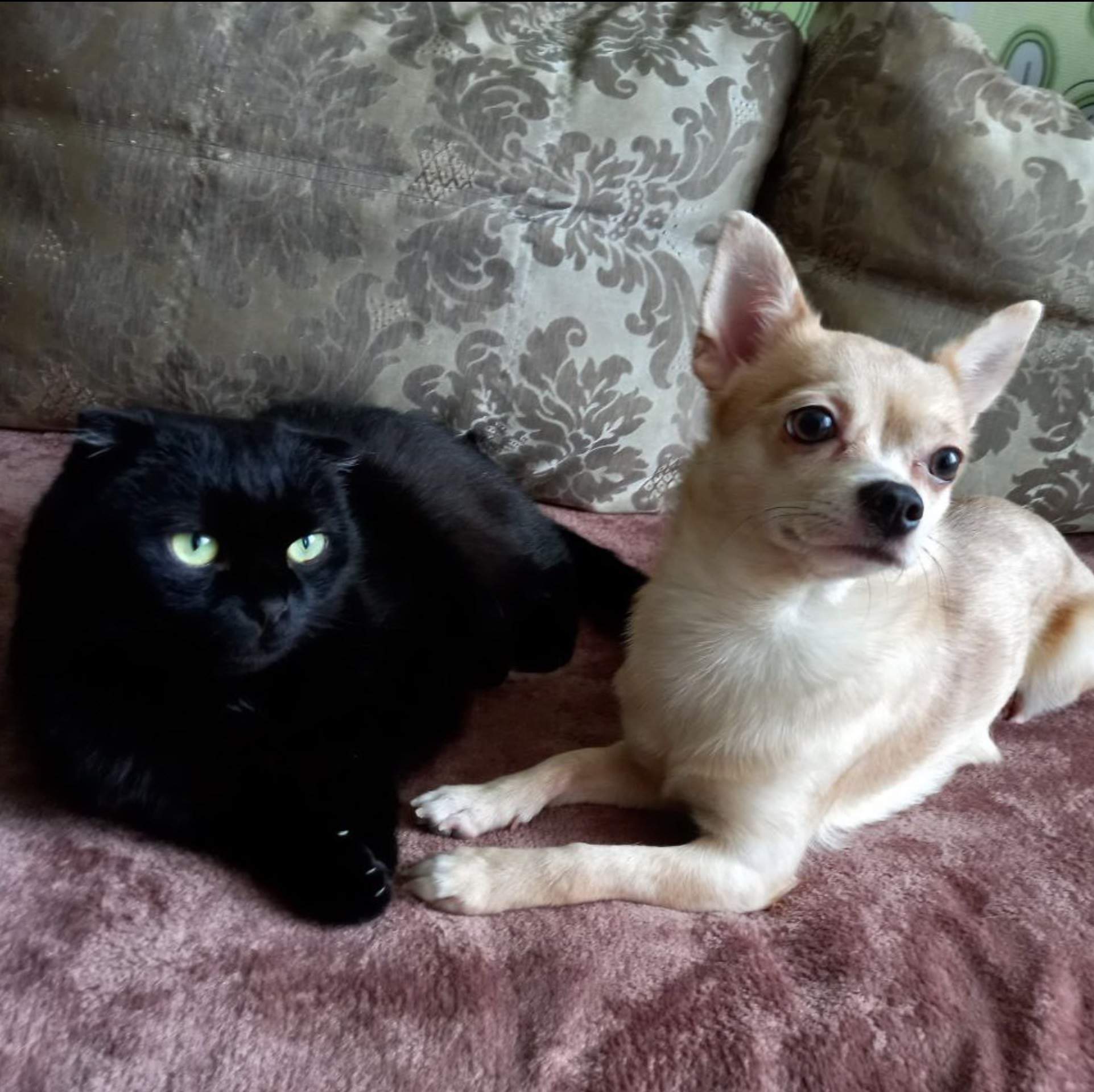 Иконка канала 🐕Кнопа_Марсель🐈⬛