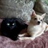 Иконка канала 🐕Кнопа_Марсель🐈⬛
