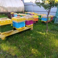 Иконка канала Proпчеловодство🐝