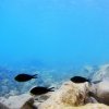 Иконка канала Подводный мир