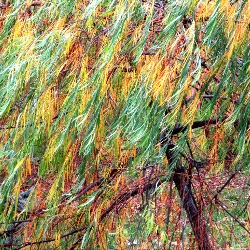 Иконка канала KätheMosk