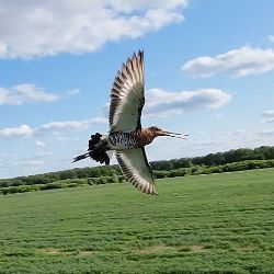 Иконка канала TheBatOnTheSky